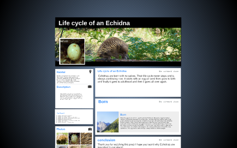 Life cycle of an Echidna by on Prezi