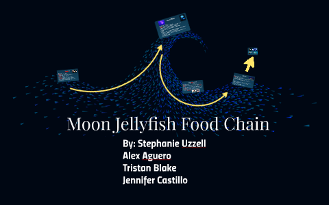 Moon Jellyfish Food Chain by Alex Aguero on Prezi