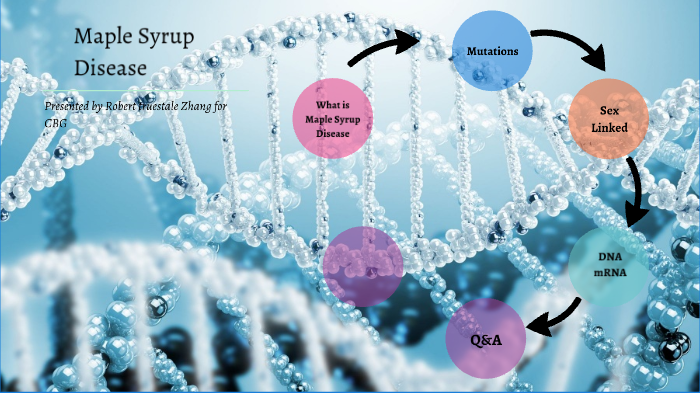 Maple Syrup Disease by robert zhang