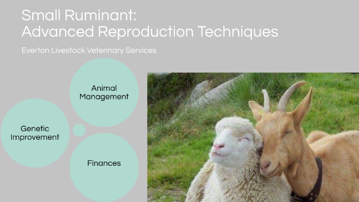 Advanced Small Ruminant Reproduction by Riley Jones on Prezi