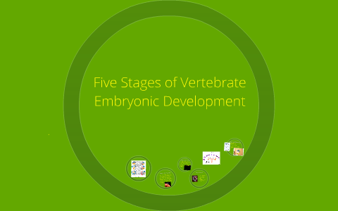 Five Stages of Vertebrate Embryonic Development by Alena Straus on Prezi