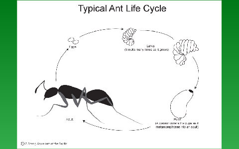 Life-Cycle of an Ant by Tucker Ellsworth on Prezi