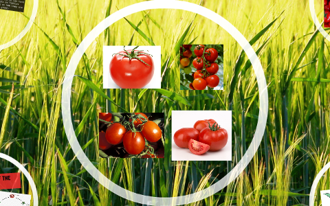 All about tomatoes by emily alicea on Prezi