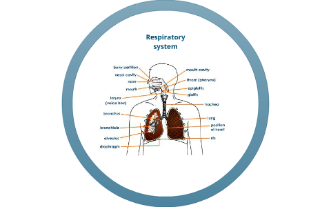 anatomy unit 4 by ben attfield on Prezi