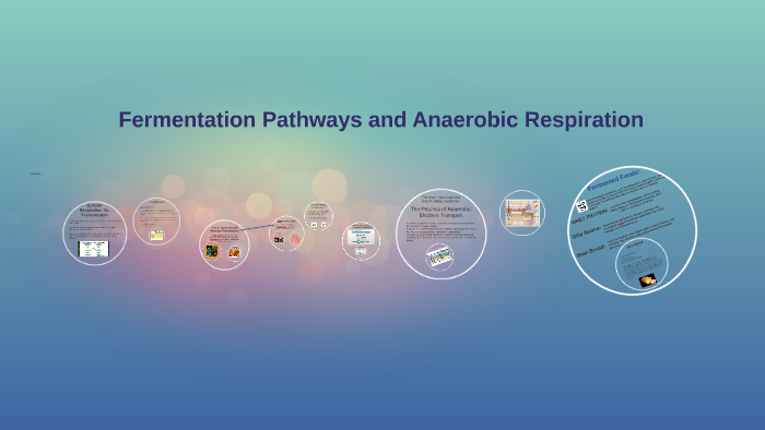 Fermentation Pathways and Anaerobic Respiration by on Prezi