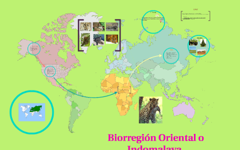 Biorregión oriental o indomalaya. by natalia andrade on Prezi