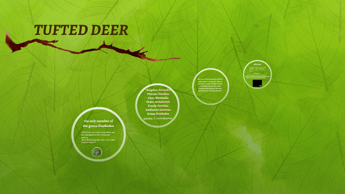 TUFTED DEER by jason garvin