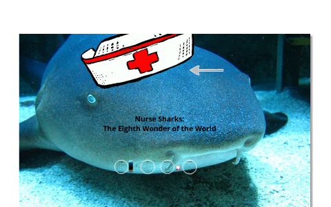 Nurse Sharks Niche and Habitat by Jack Deharpport on Prezi