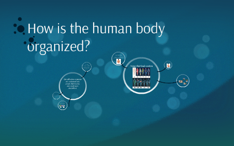 How is the human body organized? by Lizette DiResta on Prezi