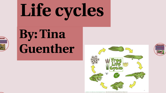 Life Cycle of the frog by gwen ambrose on Prezi