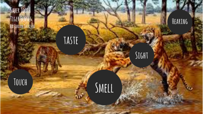 Saber Tooth Tiger Five Senses by Jordan Jackson on Prezi