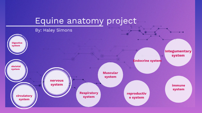 Equine Anatomy Project by Haley Simons on Prezi