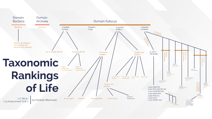 Taxonomic Rankings of Life - Concept Map by Christian W on Prezi