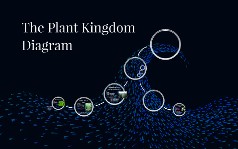 the plant kingdom diagram by Edward Jimenez on Prezi