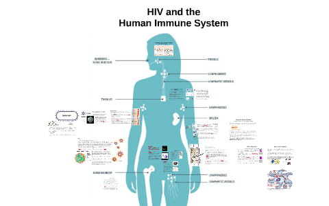 HIV Virus and the Human Immune System by Brittannie Probst on Prezi