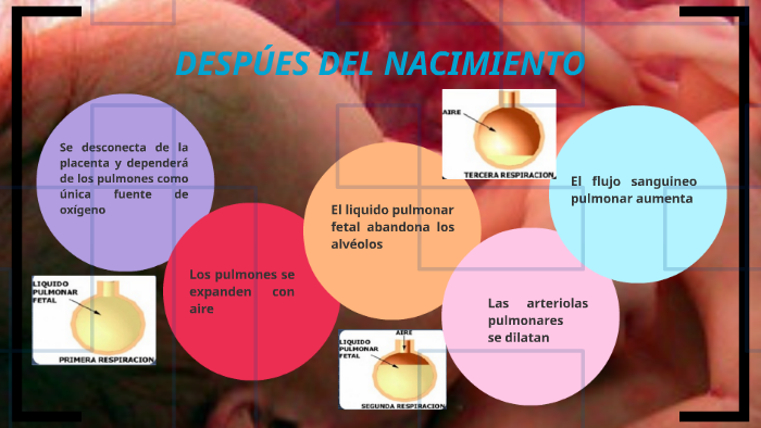 ADAPTACIÓN NEONATAL by Mileny suarez on Prezi