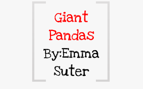 Pandas by Emma Suter