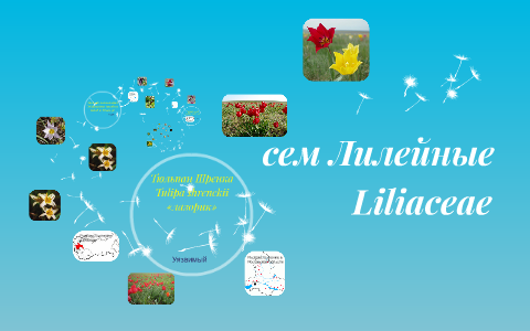 сем Лилейные by Vera Tkachenko on Prezi