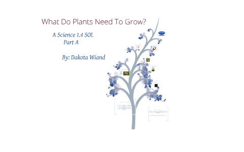 Plants basic needs to survive and their functioning parts! by Dakota ...