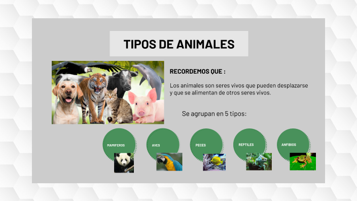 TIPOS DE ANIMALES by STEVEN JAVIER MOLINA CAMPOVERDE