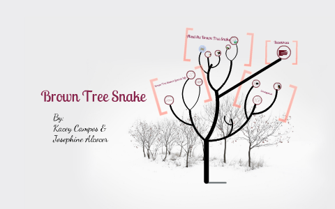 Invasive Species: Brown Tree Snake by Josephine Alcocer on Prezi