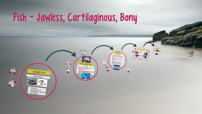 Fish - Jawless, Cartilaginous, Bony by donetha meyers on Prezi