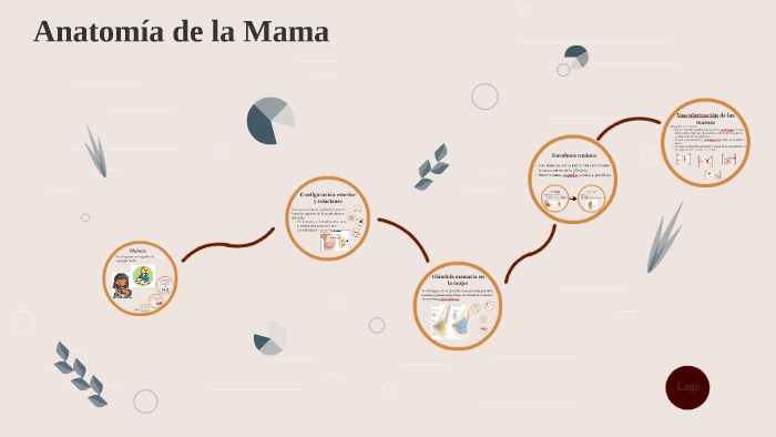 Anatomía de la Mama by Clap ROsas on Prezi