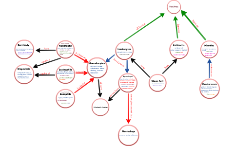 Blood Concept Map by winter nielsen on Prezi