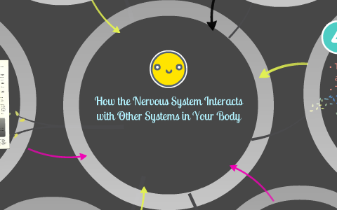 How the Nervous Interacts with Other Systems in Your Body by Science ...