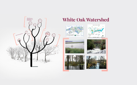 White Oak Watershed by Hai Nguyen on Prezi