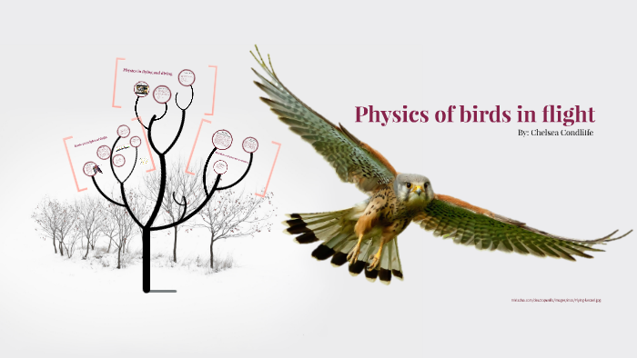 Physics of birds in flight by Chelsea C on Prezi
