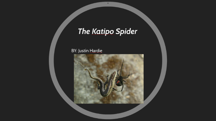 The Katipo Spider by Justin Hardie