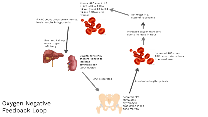 Oxygen Feedback Loop by Taylor Nguyen on Prezi