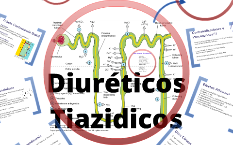Diureticos Tiazidicos by Angela Beatriz on Prezi