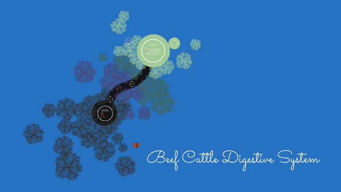 Beef Cattle Digestive System by aliyah redoble on Prezi