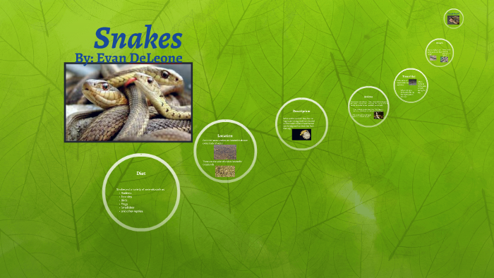 Snakes by Evan DeLeone on Prezi