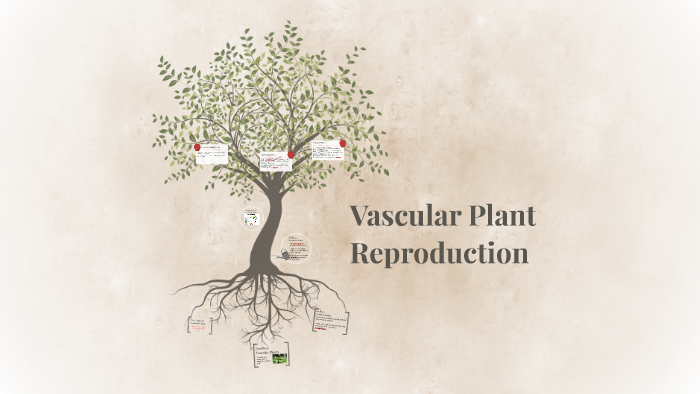 Vascular Plant Reproduction by Jake Green on Prezi