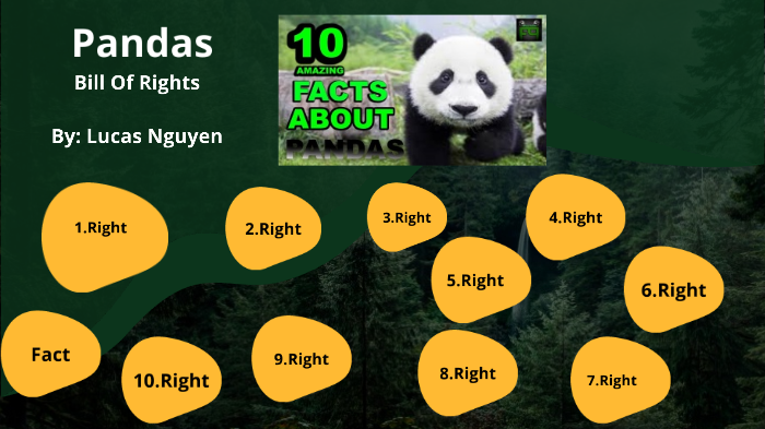Panda Bill Of Rights by Lucas Nguyen on Prezi