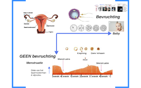 Bevruchting en prenatale ontwikkeling by Kaj During on Prezi