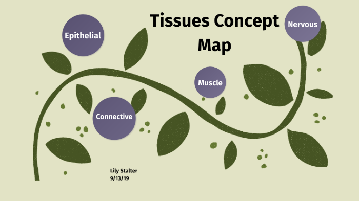 Tissues Concept Map by Lillian Stalter on Prezi