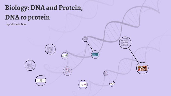 Biology: DNA to Protein, by Michelle Dam on Prezi