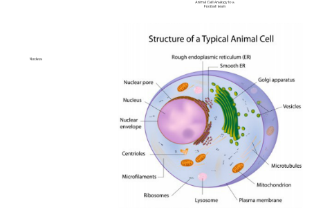 Animal Cell Analogy to a Football Team by noah coutcher on Prezi