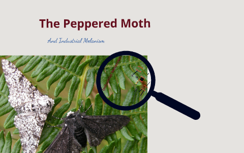 Peppered Moth Lab by Heather Manning on Prezi