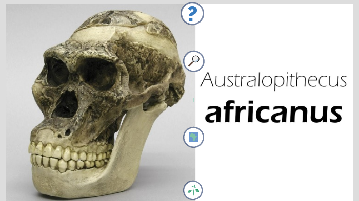 Australopithecus africanus by Karen Arich on Prezi
