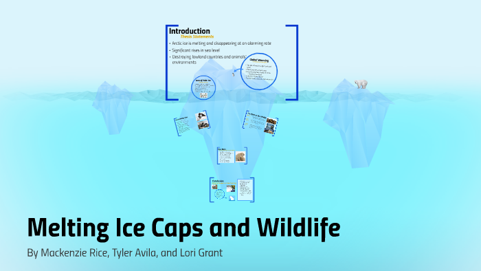 Melting Ice Caps and Wildlife by Mackenzie Rice on Prezi