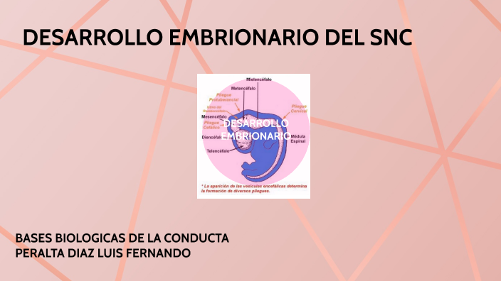DESARROLLO EMBRIONARIO DEL SNC by LUIS PERALTA on Prezi