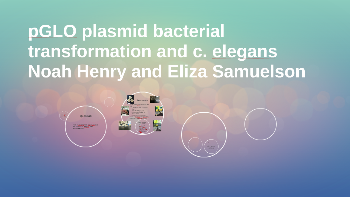 pGLO plasmid bacterial transformation and c. elegans by jim bigpenis on ...