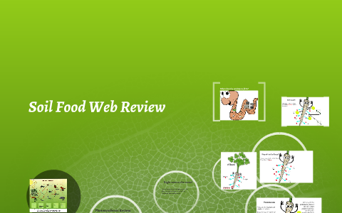 Soil Food Web Review by Robert Turner on Prezi