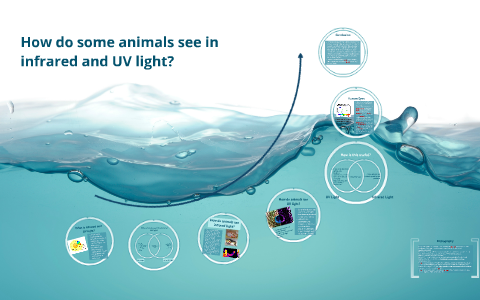 How do some animals see in infrared and UV light? by Aeliya H on Prezi