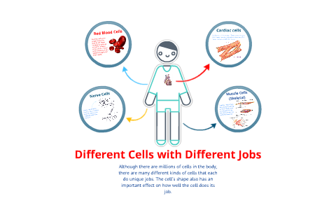 Different Cells, Different Jobs by Wesley Chau on Prezi